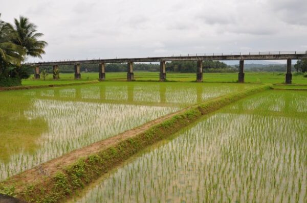 Palakkad - Paddy Fields