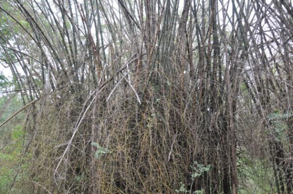 Yercaud - Kottachedu Teak Forest