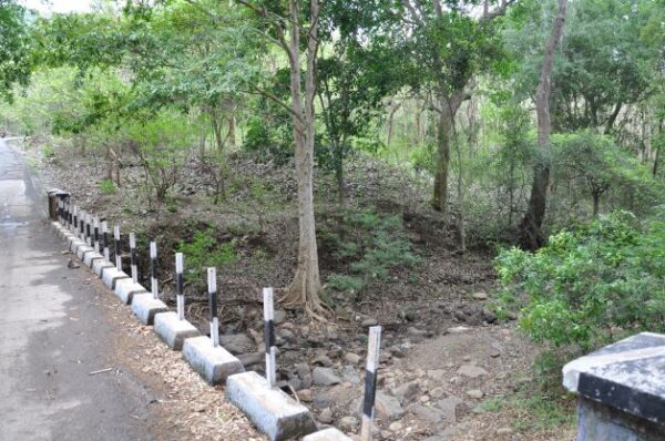 Yercaud - Kottachedu Teak Forest