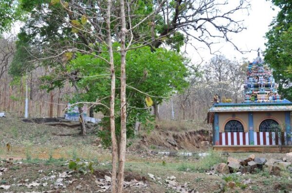 Yercaud - Kottachedu Teak Forest