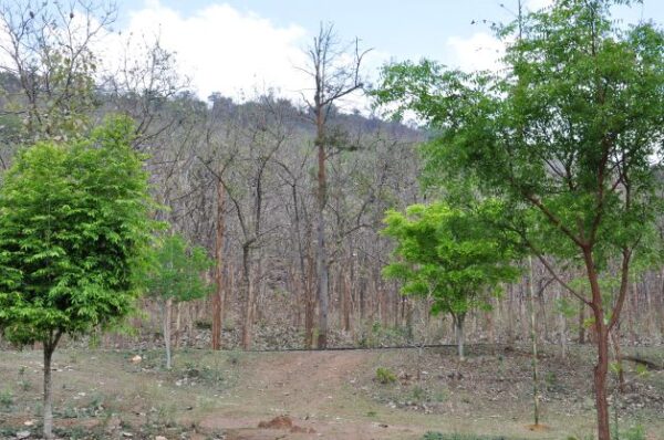 Yercaud - Kottachedu Teak Forest