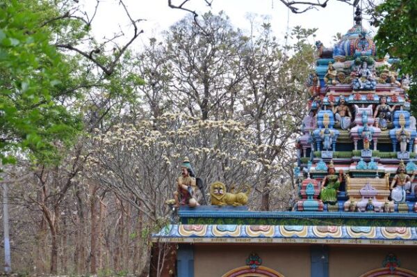 Yercaud - Kottachedu Teak Forest